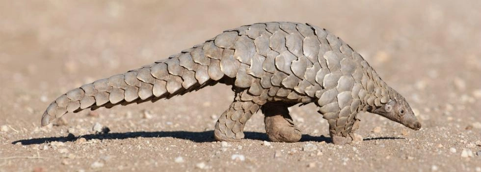 is pangolin illegal