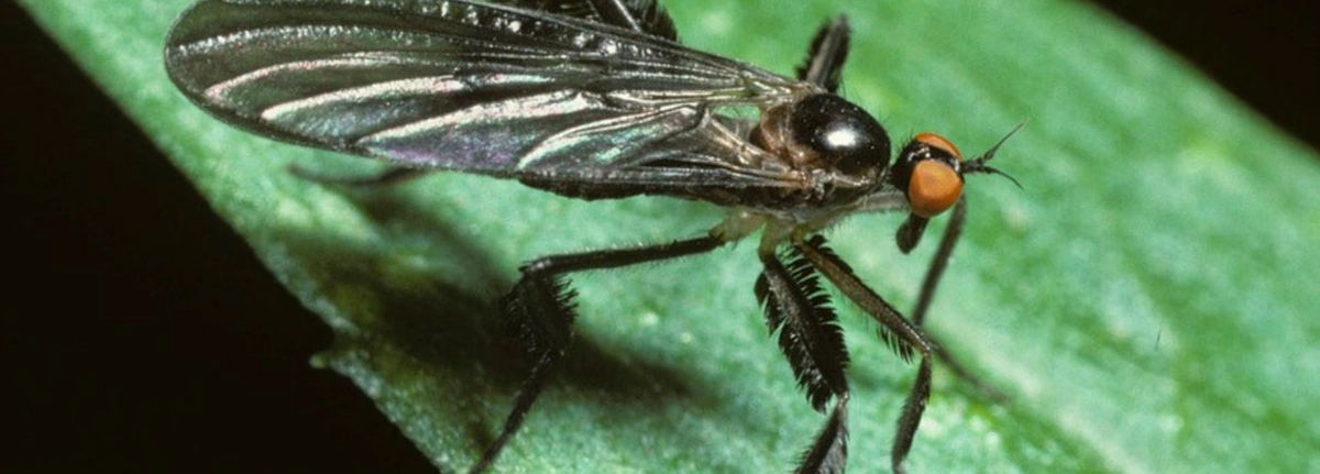Fly mating choices may help explain variation across species | About ...