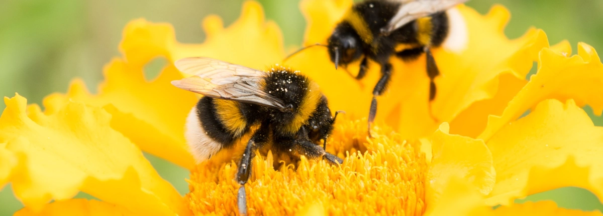Bumblebee reproduction at heightened risk from radiation | About ...