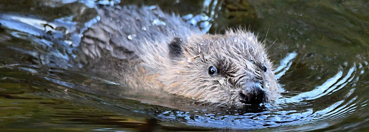Study sheds new light on how Scotland’s beavers interact with the ...