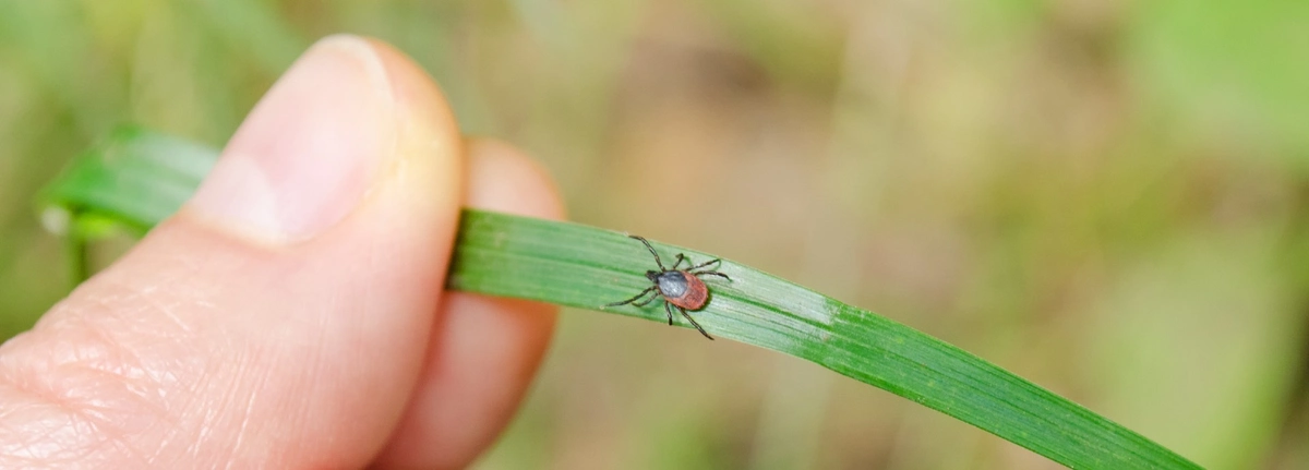 Ticking time bomb: new modelling predicts huge increase in ticks across ...
