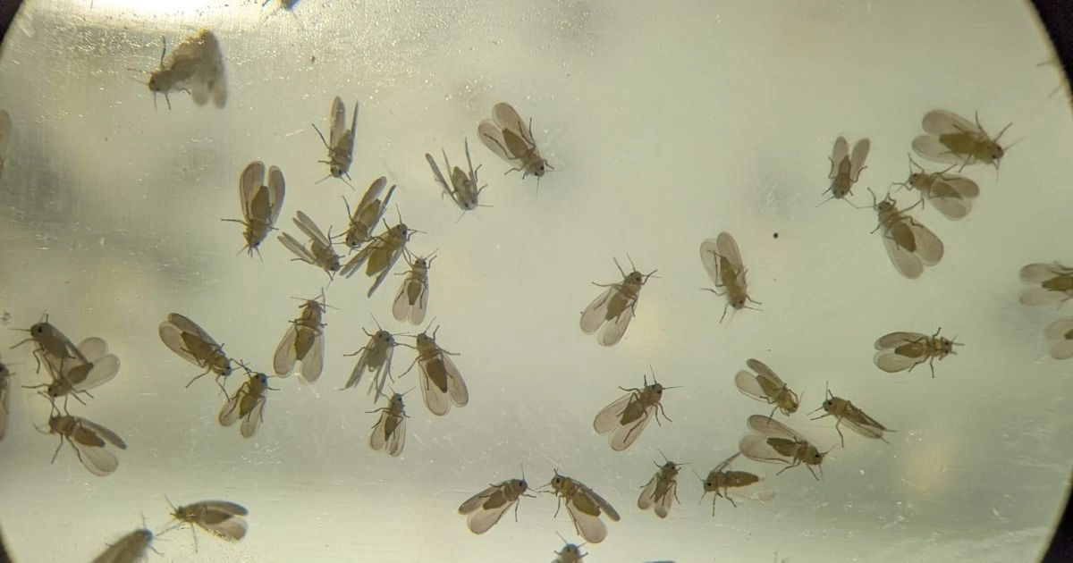 Insects remain resilient natural pest control method, new Stirling ...