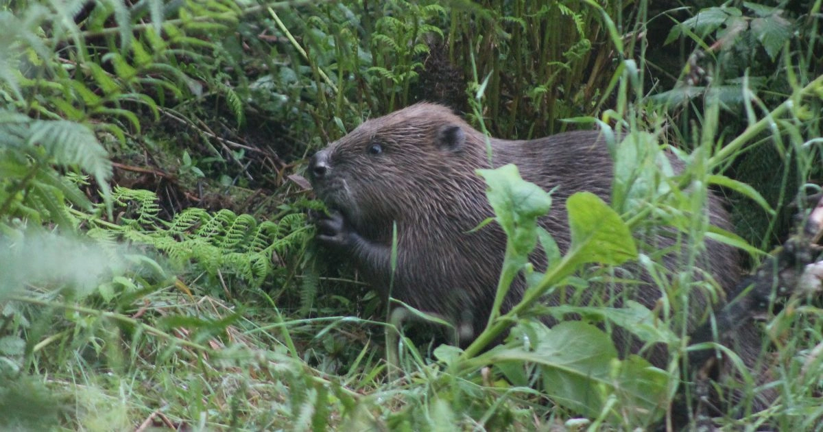 Beavers provide a boost for declining pollinators new Stirling study ...