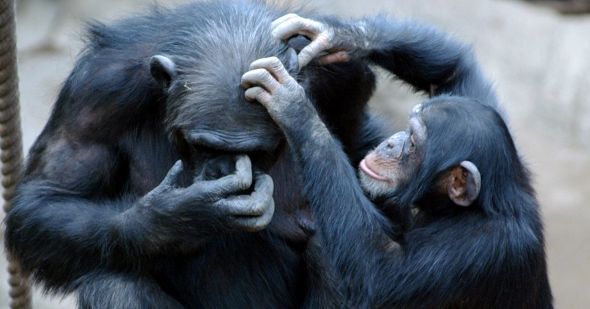 World’s largest great ape cognition dataset offers new insights on ...
